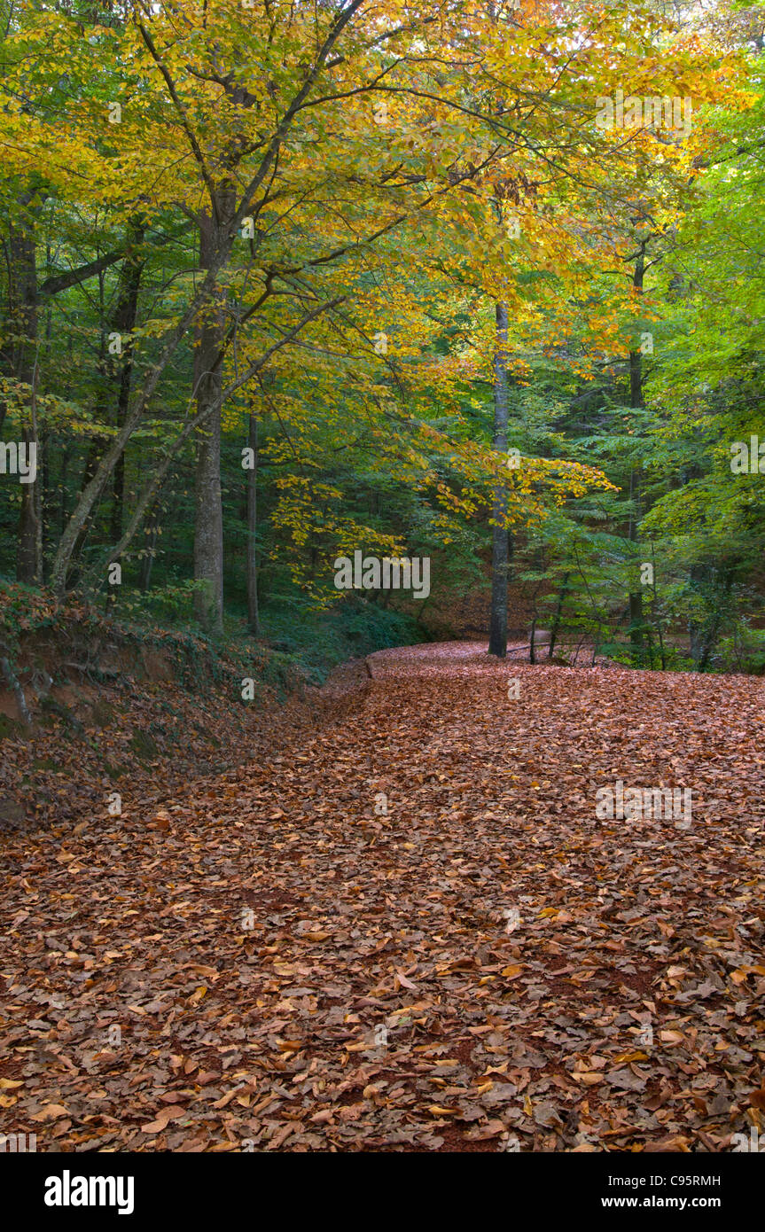 Fall colours in Belgrat Forest,istanbul,Turkey Stock Photo - Alamy