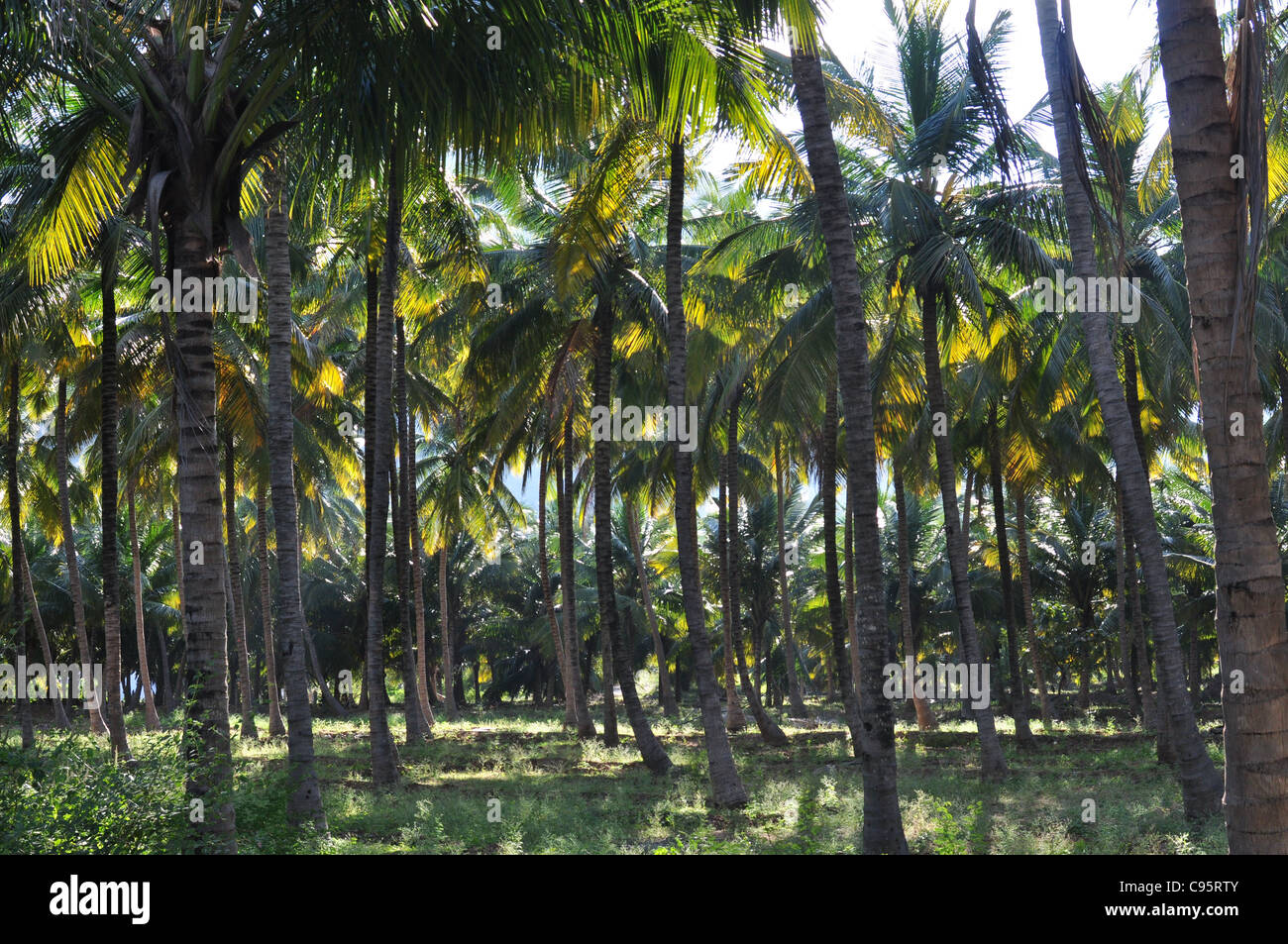 A coconut tree garden Stock Photo - Alamy