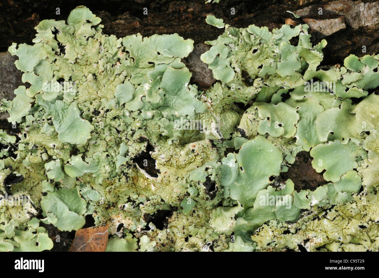 Caperata hi-res stock photography and images - Alamy