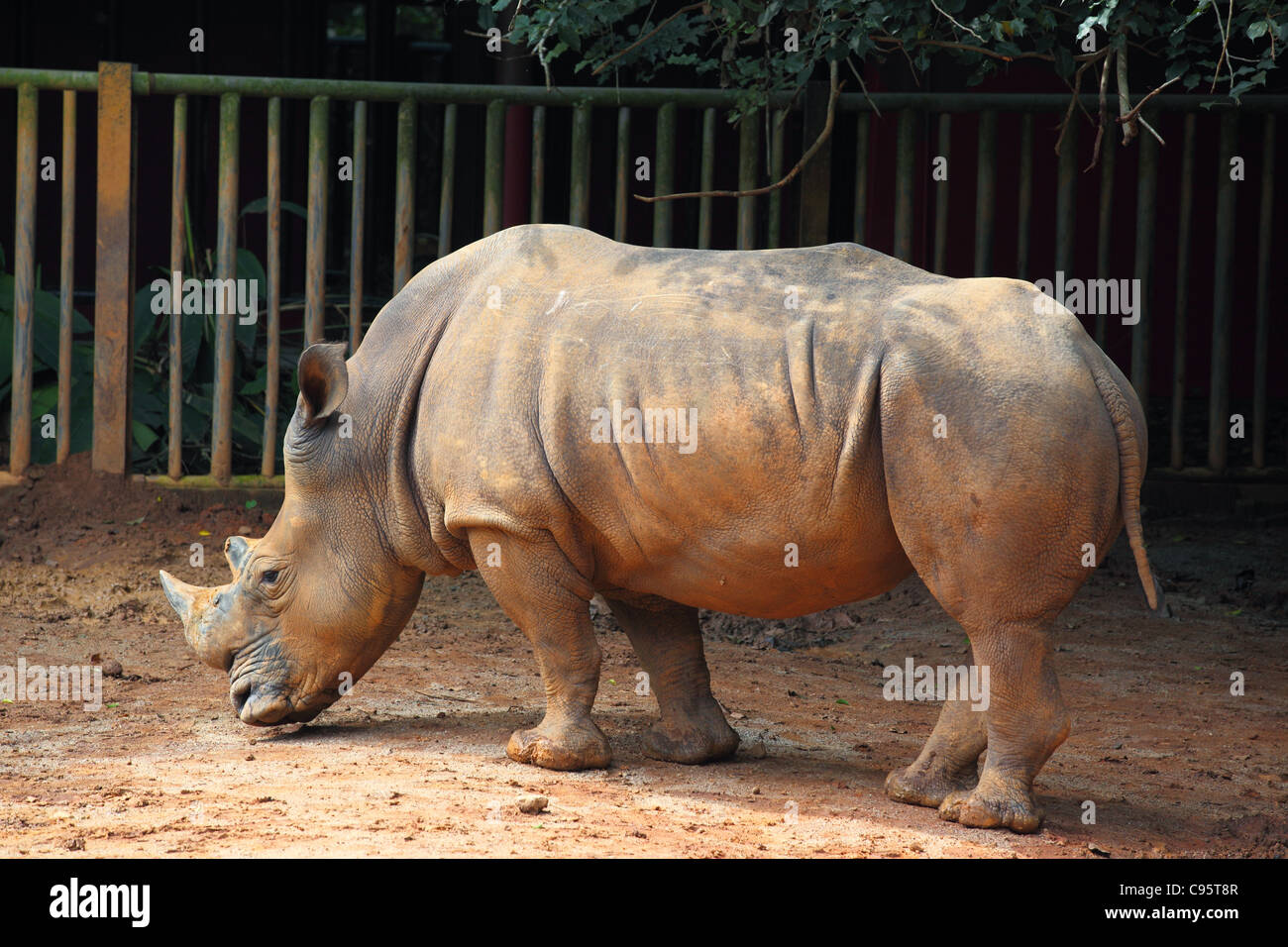 White rhinoceros at Melaka zoo in Malaysia Stock Photo - Alamy