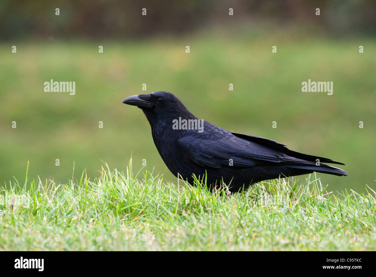 British crow hi-res stock photography and images - Alamy
