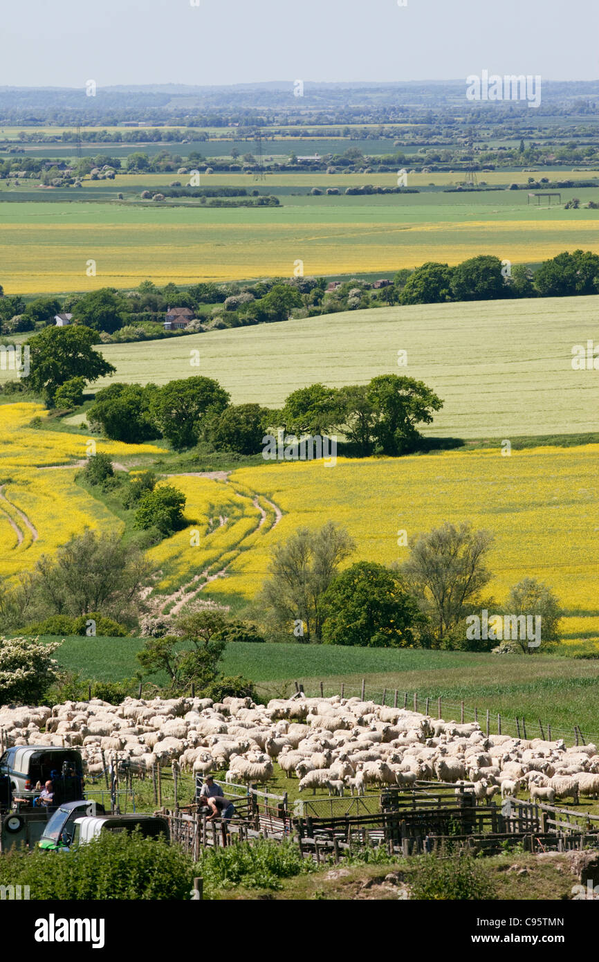 England, Kent, Romney Marsh, Sheep in Pen Stock Photo - Alamy