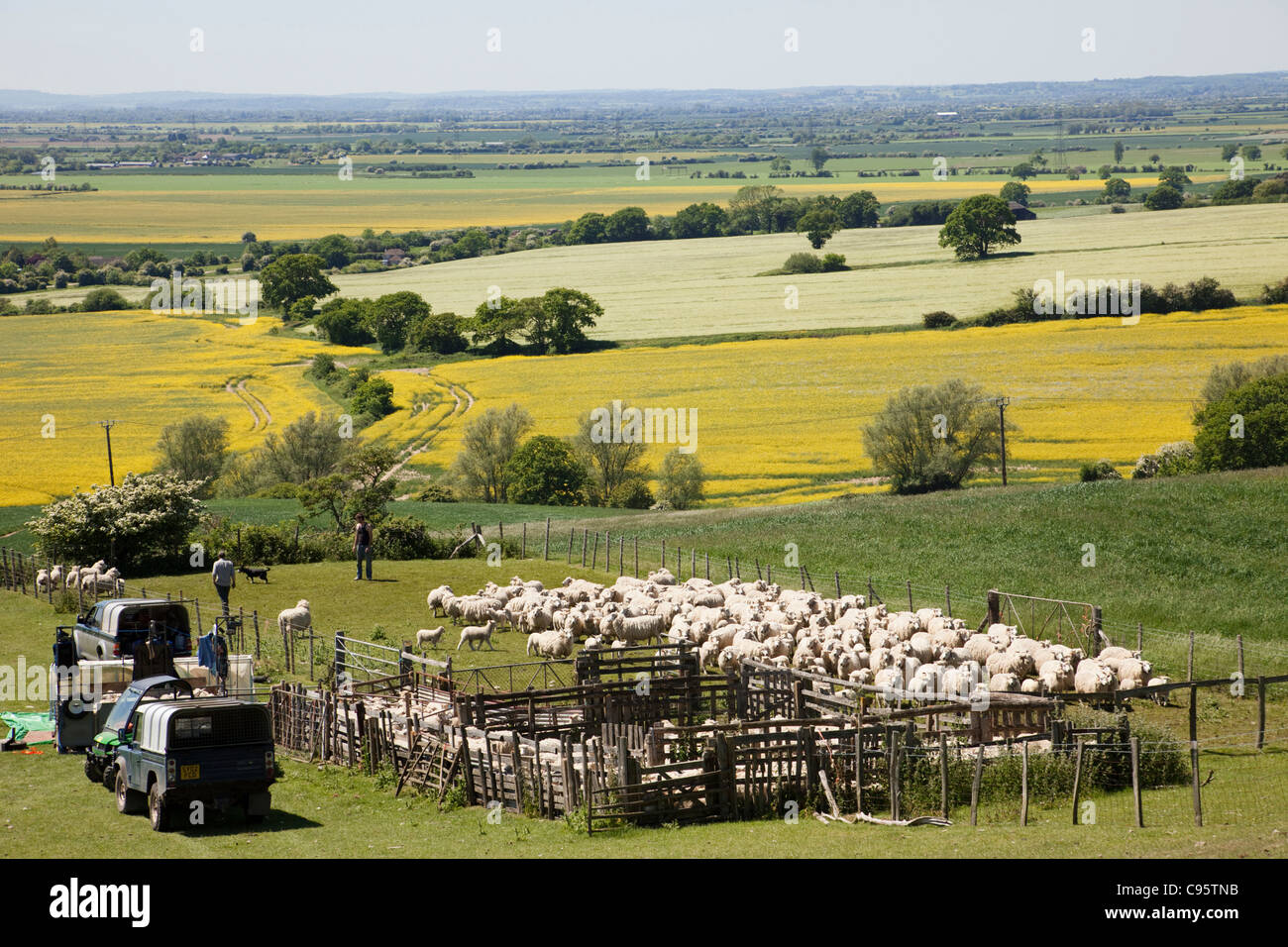 England, Kent, Romney Marsh, Sheep in Pen Stock Photo - Alamy