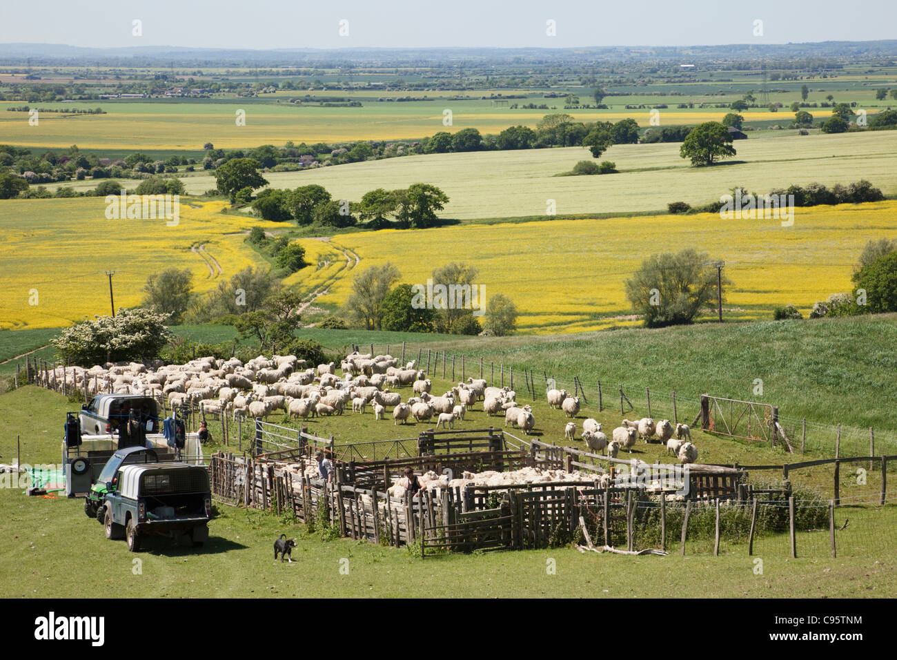 England, Kent, Romney Marsh, Sheep in Pen Stock Photo - Alamy