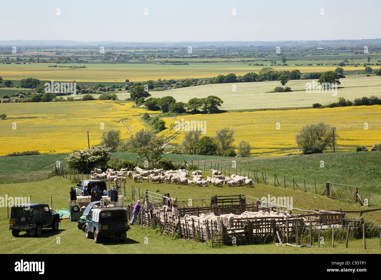 England, Kent, Romney Marsh, Sheep in Pen Stock Photo - Alamy