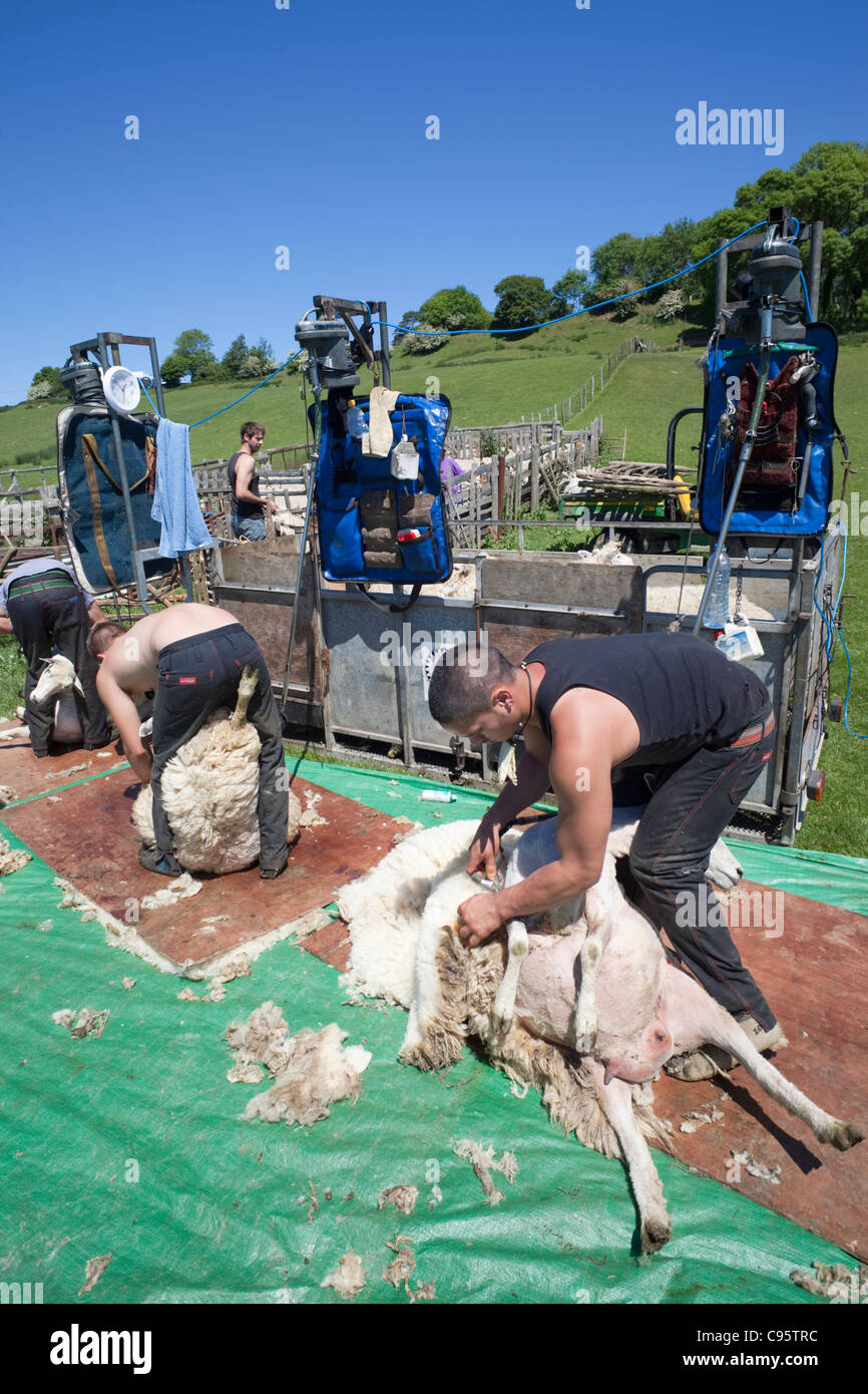 Sheep shearing hi-res stock photography and images - Alamy