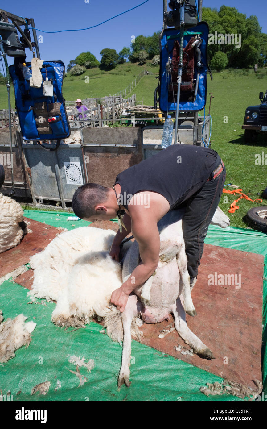 England, Kent, Romney Marsh, Sheep Shearing Stock Photo - Alamy