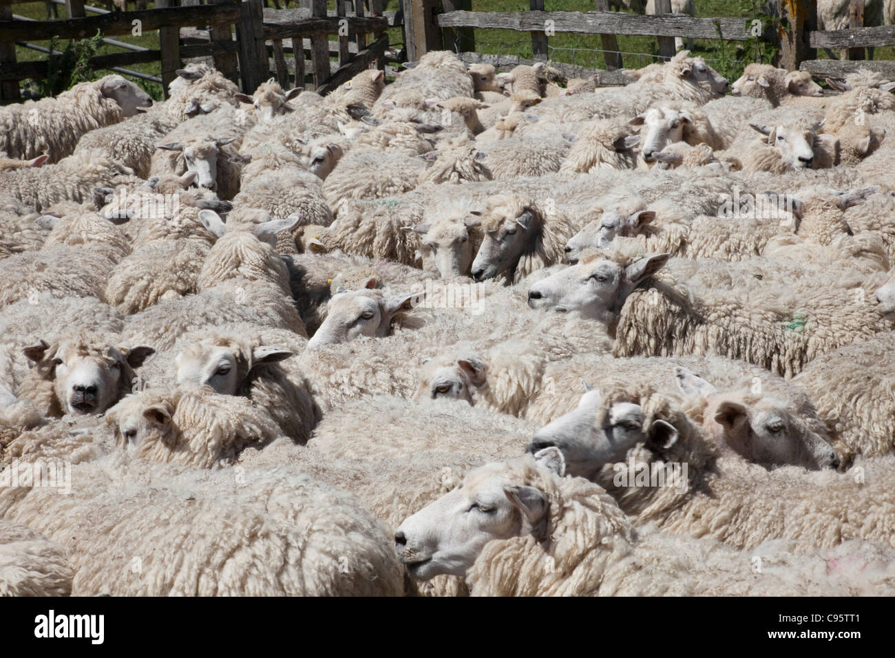 Farmer sheep england hi-res stock photography and images - Alamy