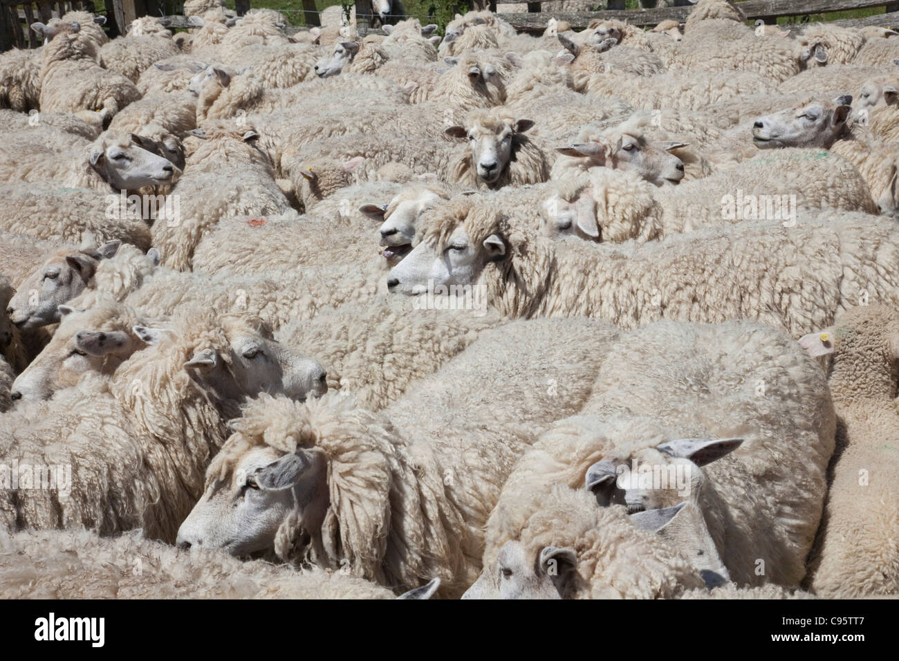 Marsh sheep hi-res stock photography and images - Alamy