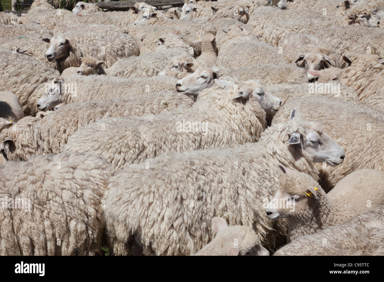 England, Kent, Romney Marsh, Sheep Stock Photo - Alamy