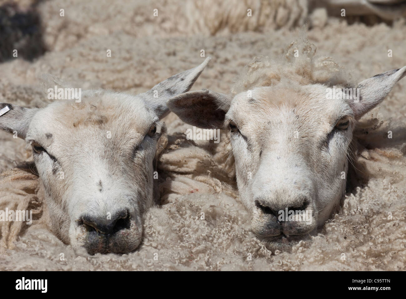 England, Kent, Romney Marsh, Sheep Stock Photo - Alamy