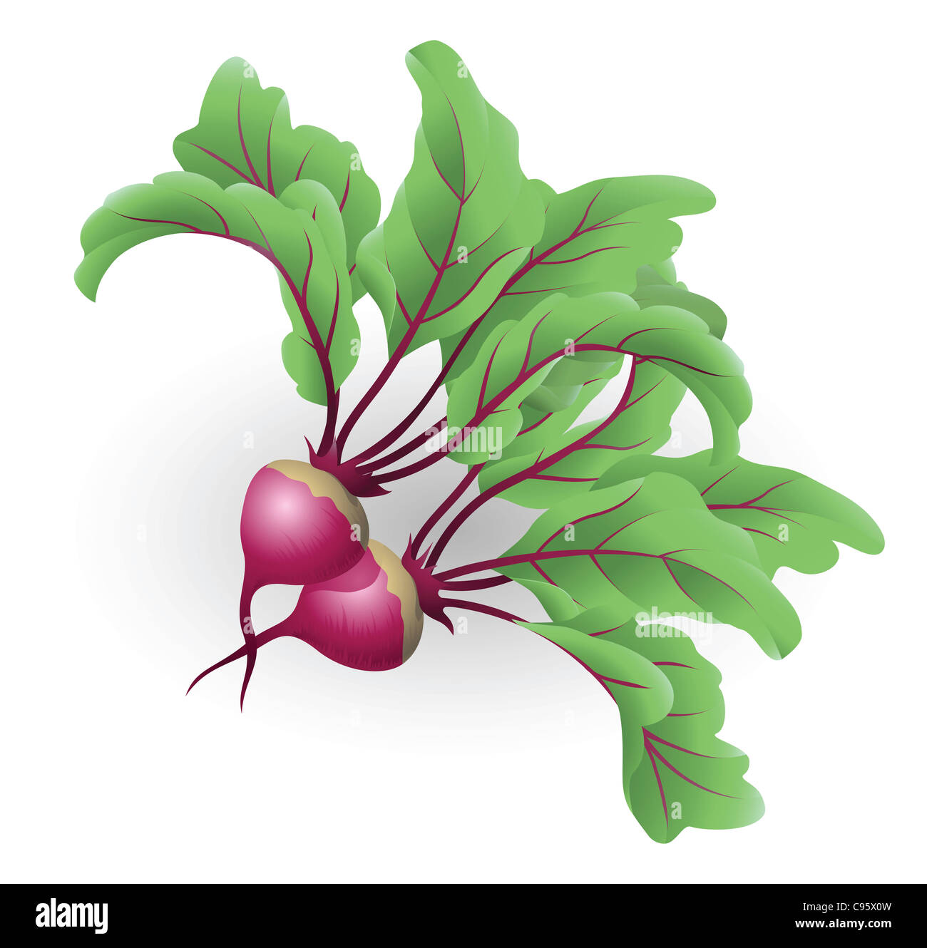 An illustration of two beetroot aka table beet, garden beet, red beet ...