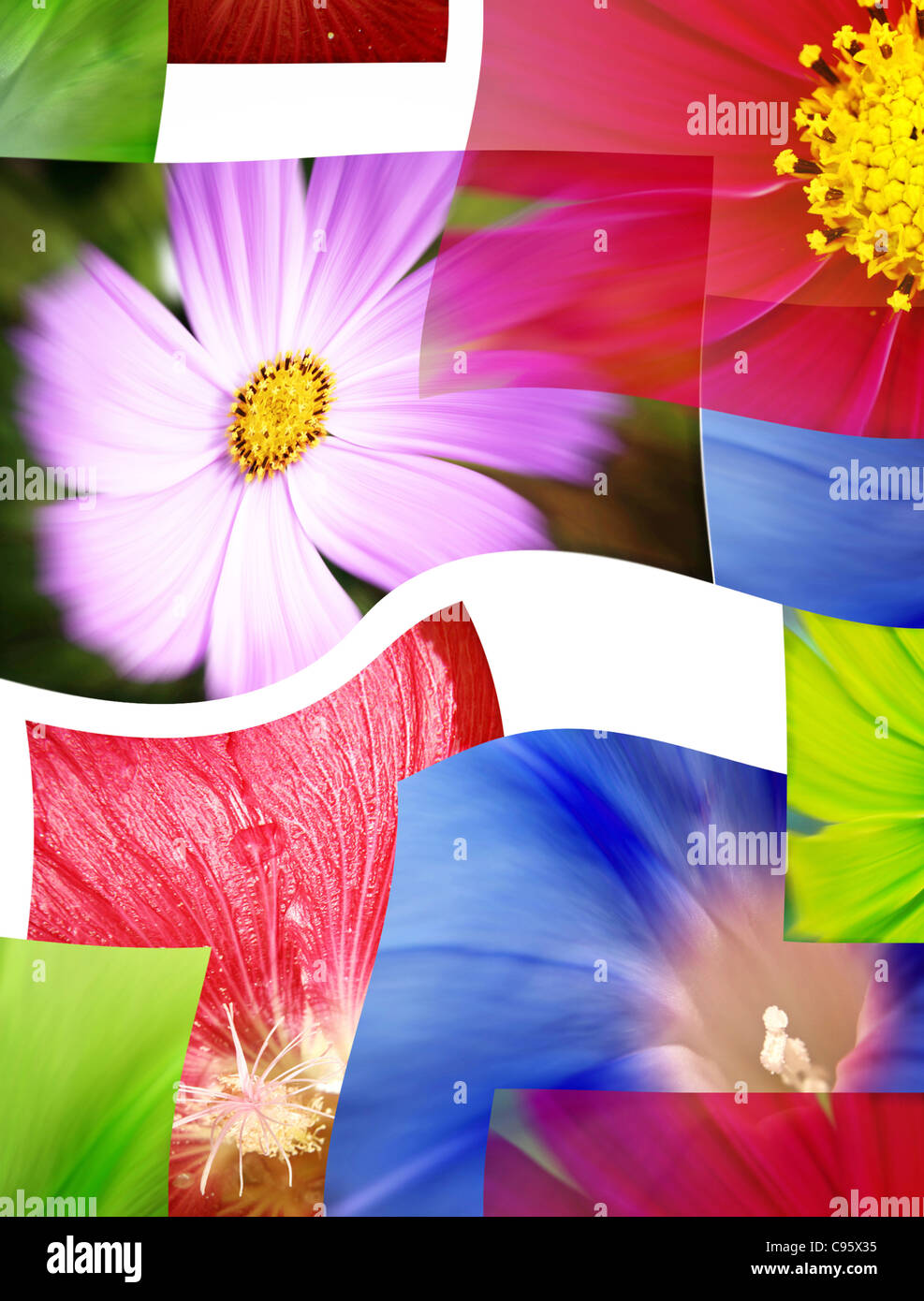 Colorful spring flowers collage: daisy Stock Photo - Alamy