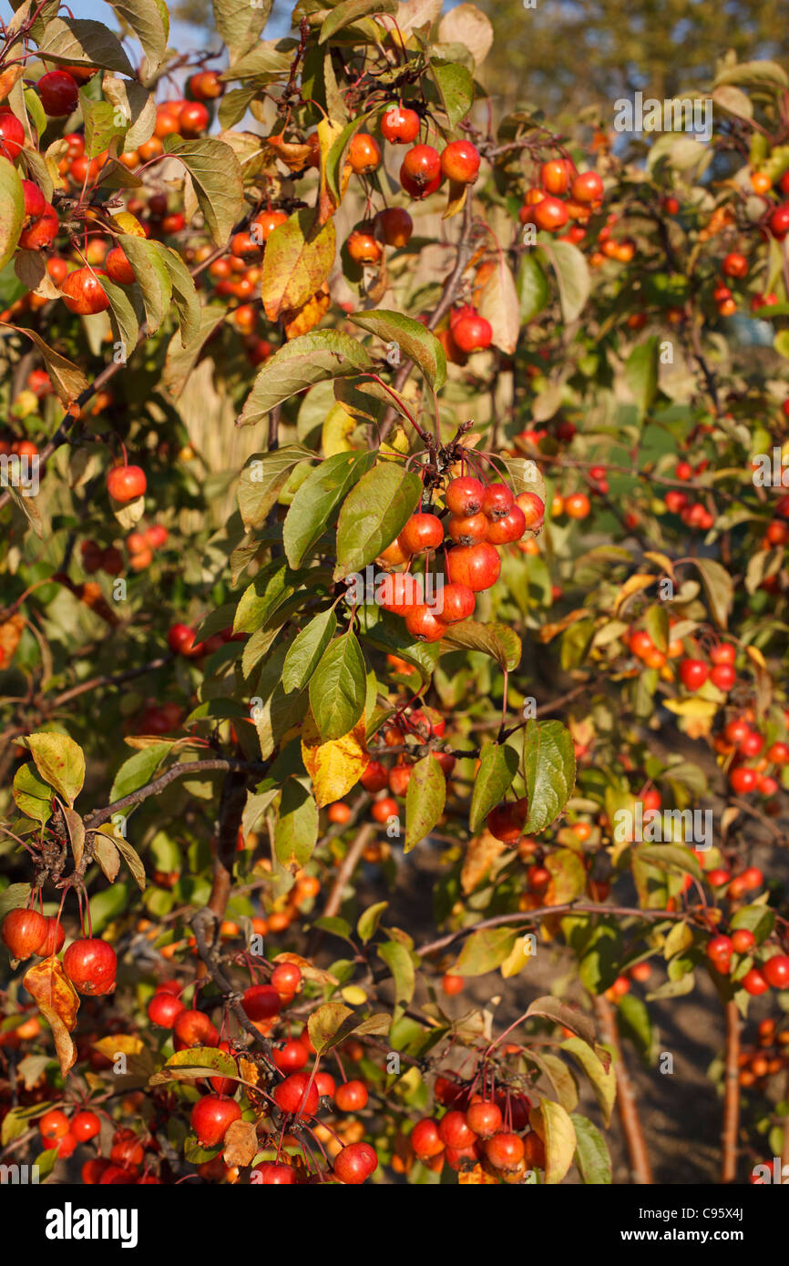 Crab apple Malus 'Evereste' in Autumn sunshine Stock Photo - Alamy