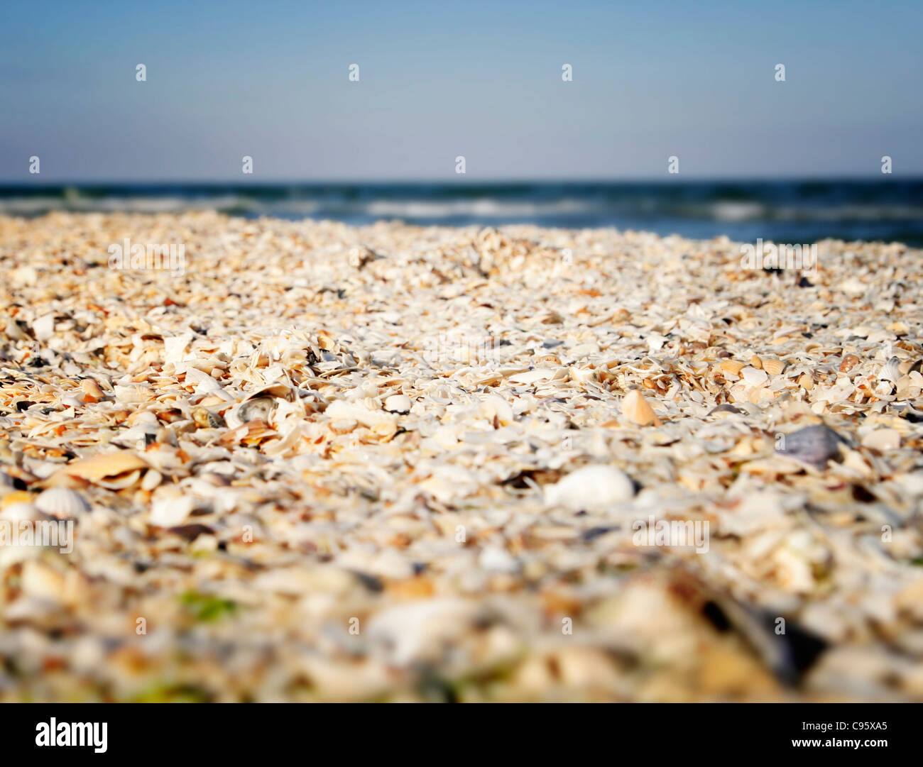 Close-up picture of sand and shells on beach Stock Photo - Alamy