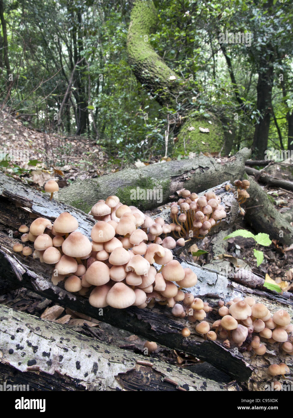 Fungus log hi-res stock photography and images - Alamy