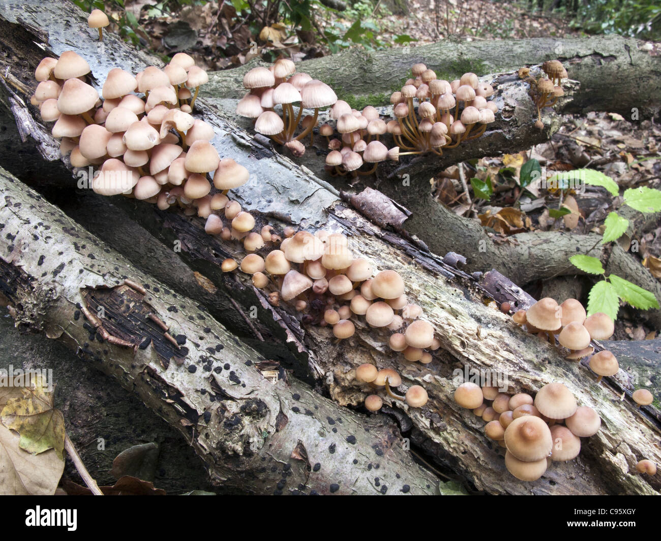 Fungus log hi-res stock photography and images - Alamy