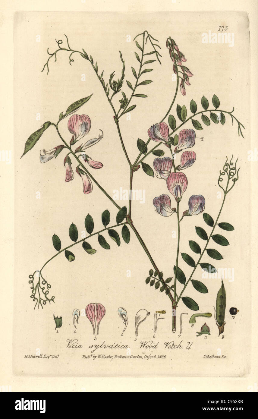 Wood vetch, Vicia sylvatica Stock Photo - Alamy