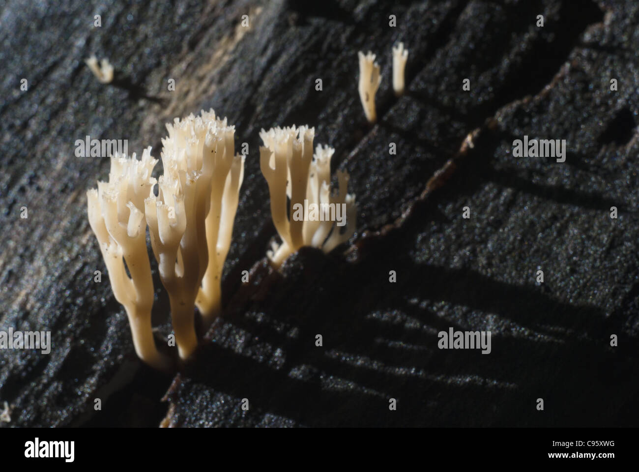 Fungi (genus Ramaria) on a log Stock Photo - Alamy