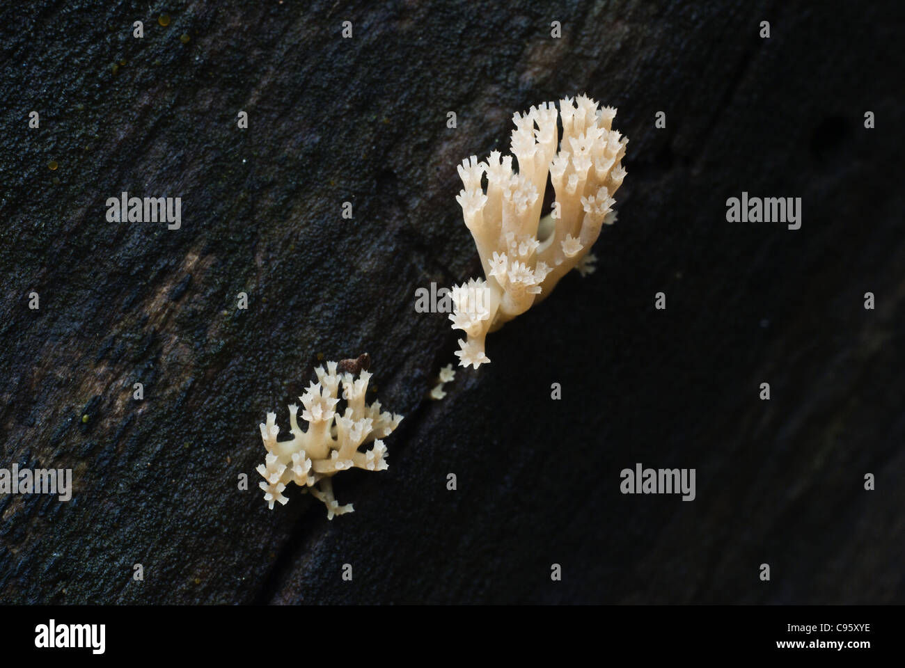Ramaria genus hi-res stock photography and images - Alamy