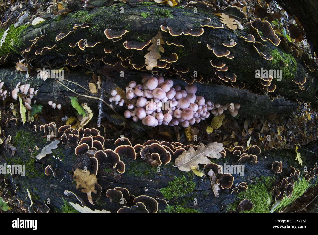 Fungi (genus Mycena) on a log Stock Photo - Alamy