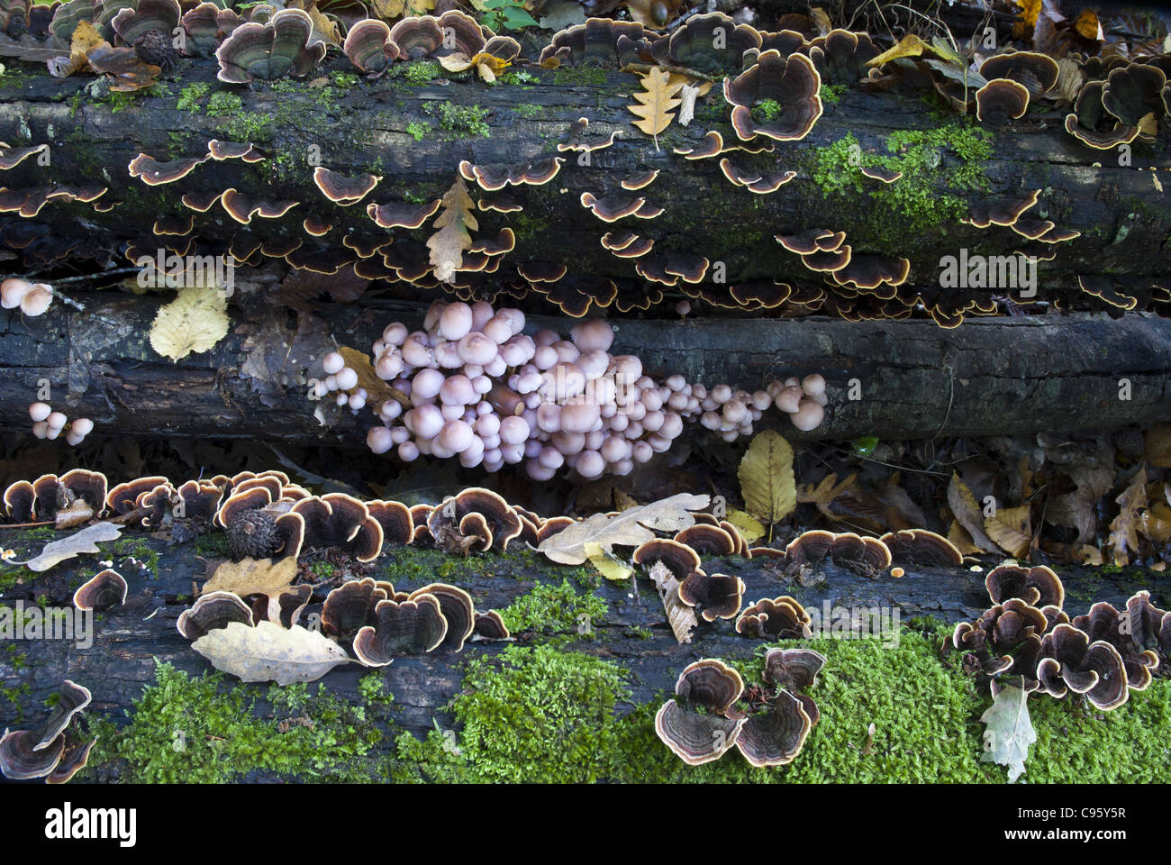Fungi (genus Mycena) on a log Stock Photo - Alamy