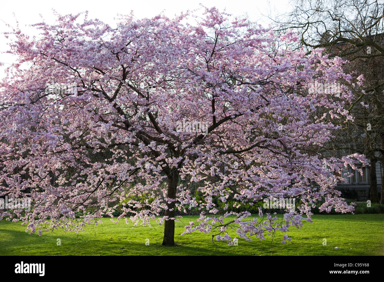 England, London, Spring Blossom in St.James Park Stock Photo - Alamy