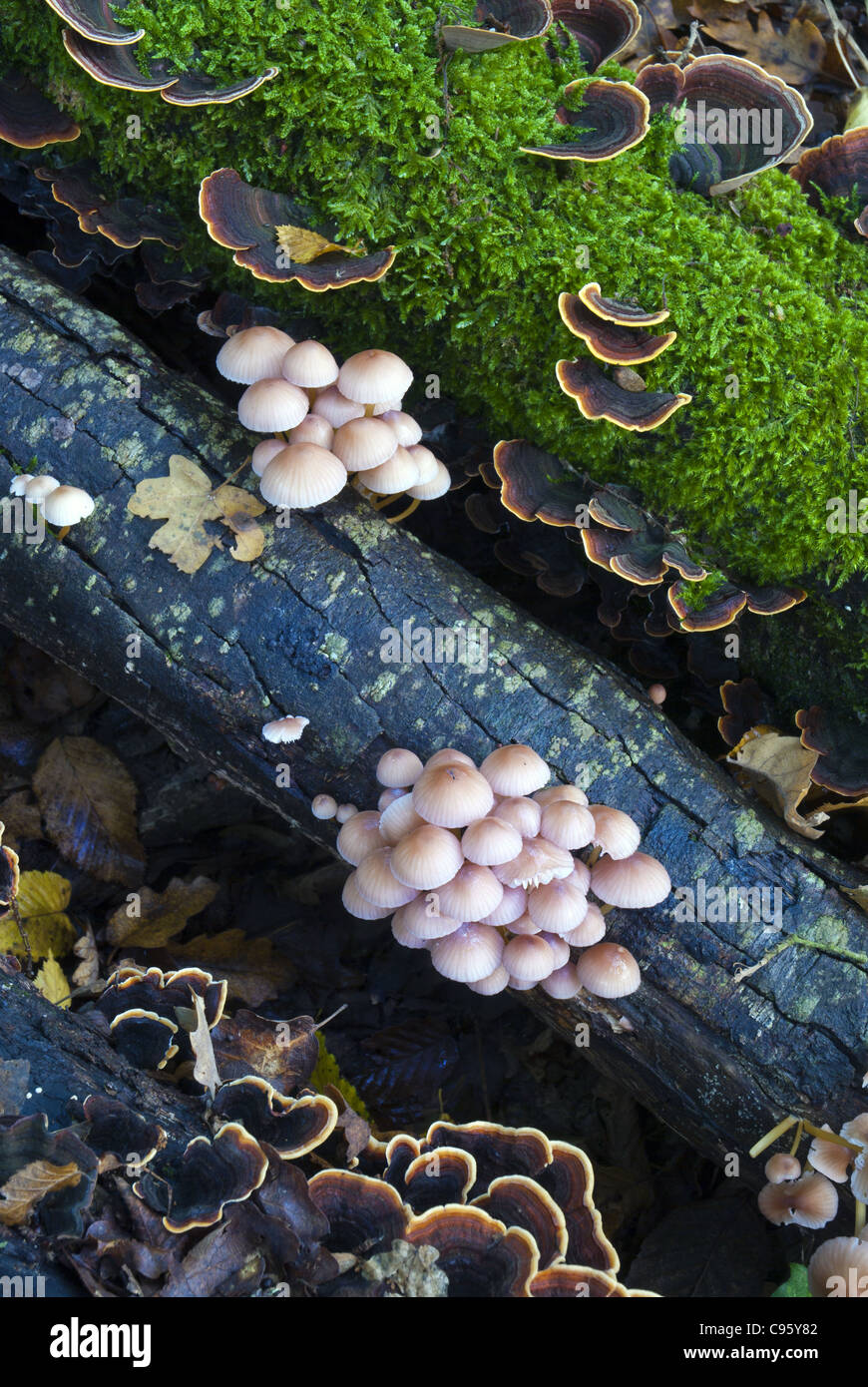 Fungi (genus Mycena) on a log Stock Photo - Alamy
