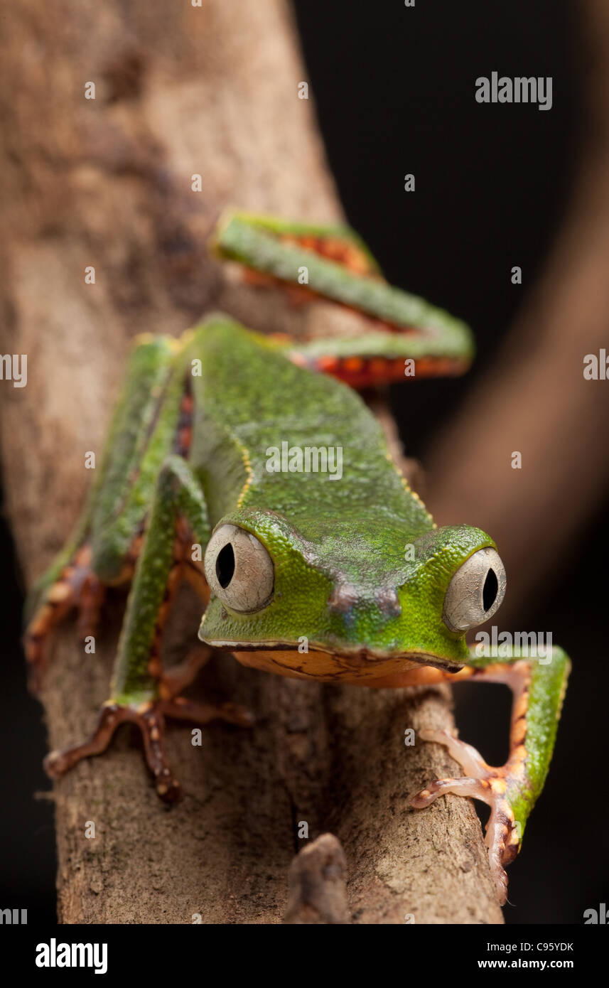 Amazon animal hi-res stock photography and images - Alamy