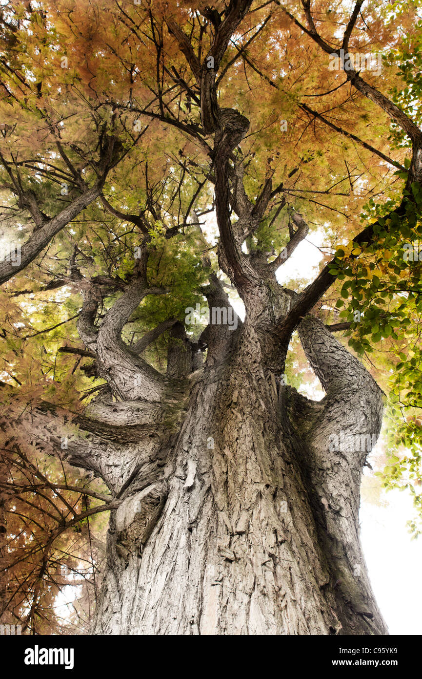 Italian maple tree hi-res stock photography and images - Alamy