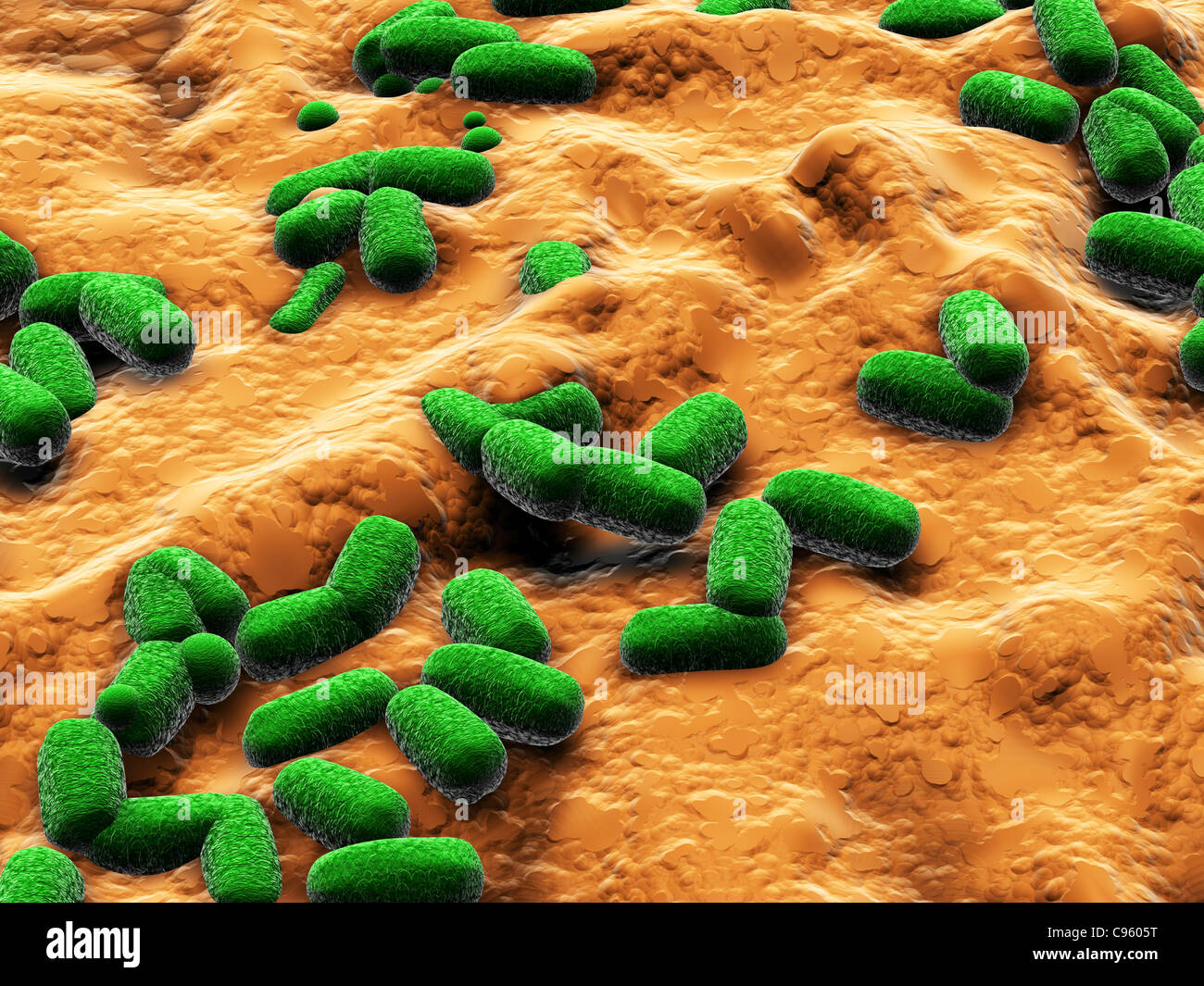Group escherichia coli bacteria hi-res stock photography and images - Alamy