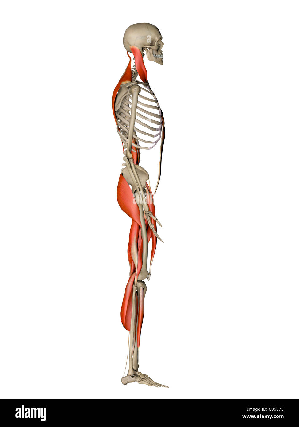 Displaying artwork Cut Out Stock Images & Pictures - Alamy