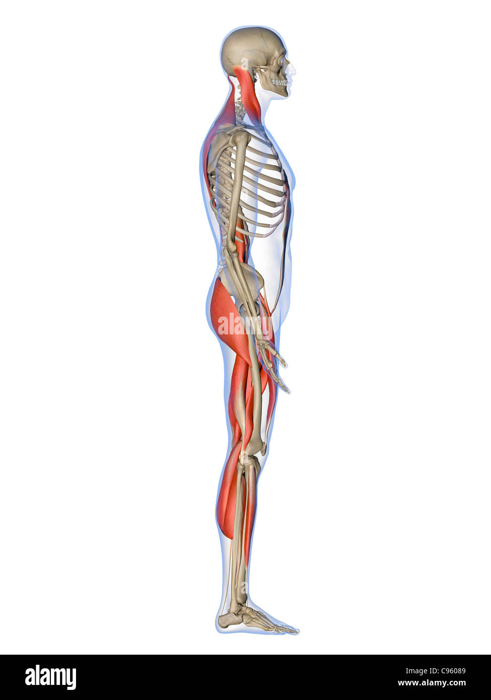 Displaying artwork Cut Out Stock Images & Pictures - Alamy