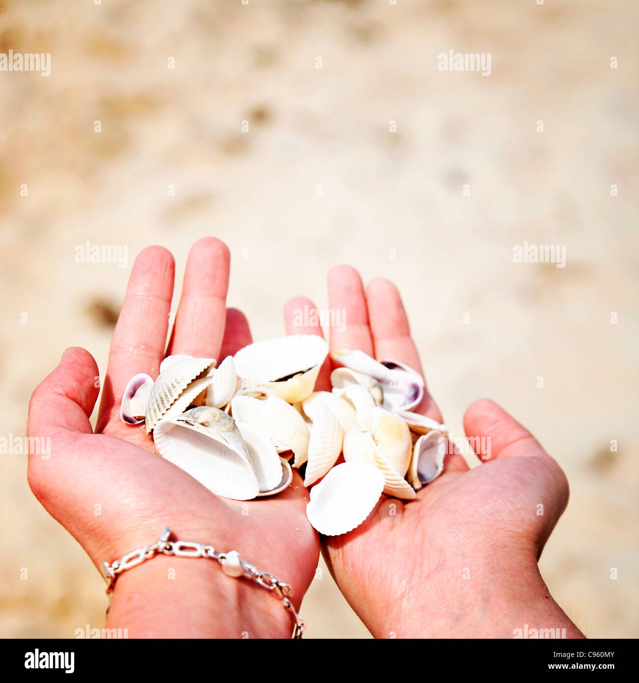 Scallop in a woman hands Stock Photo - Alamy