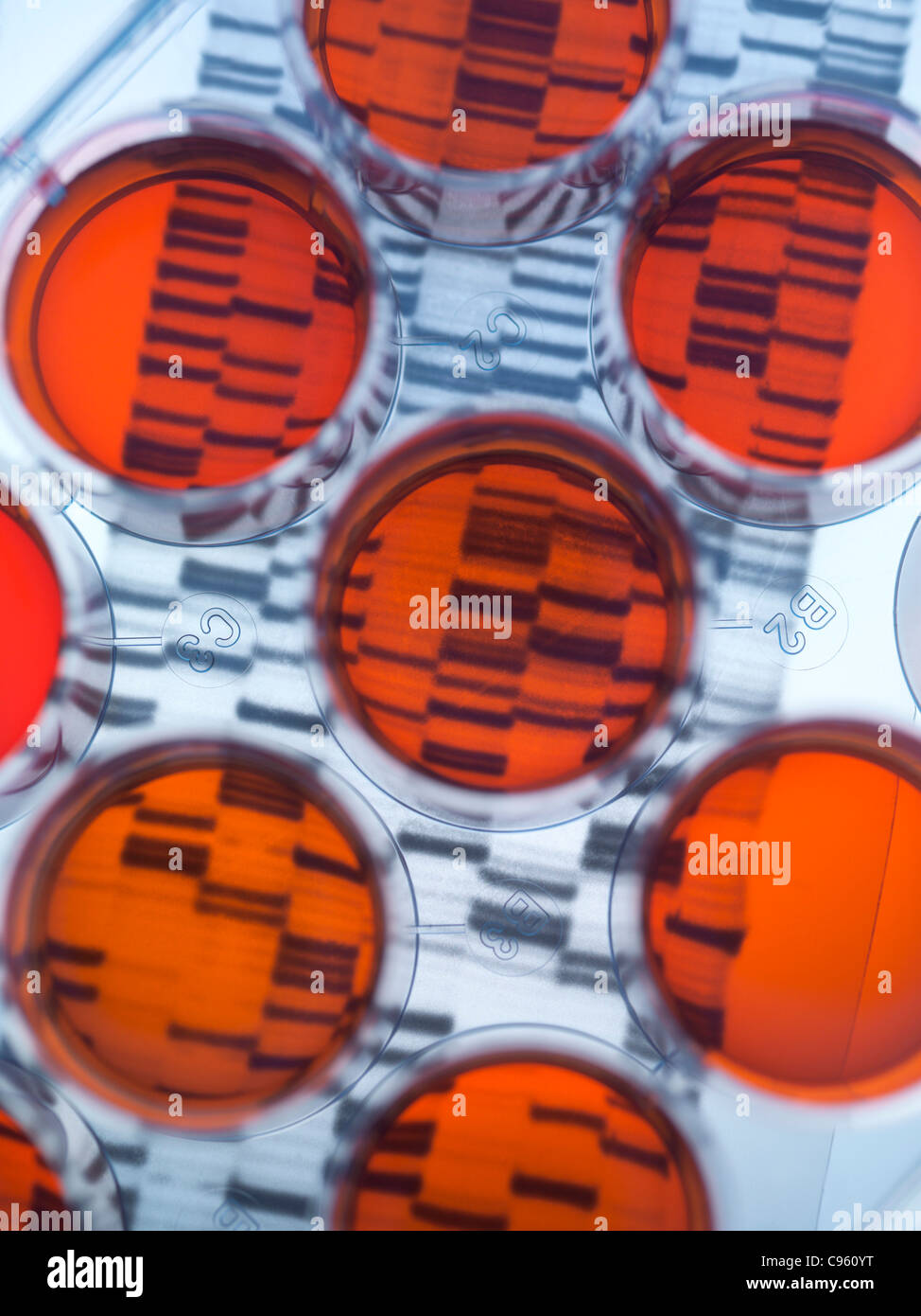 Genetic research. Medium tray sitting on a DNA (deoxyribonucleic acid ...
