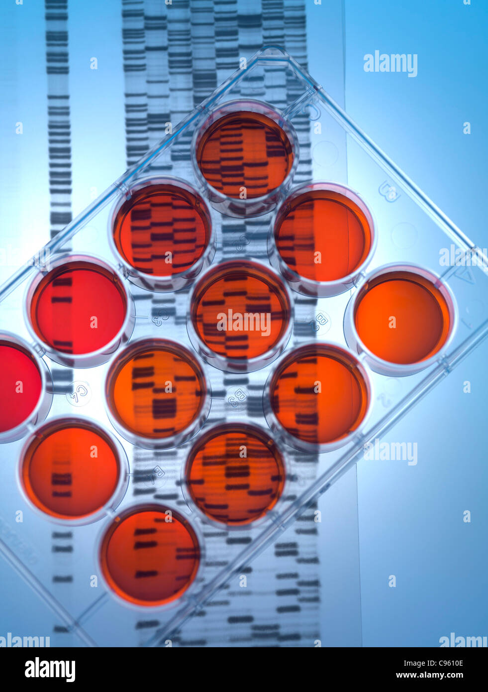 Genetic research. Medium tray sitting on a DNA (deoxyribonucleic acid ...