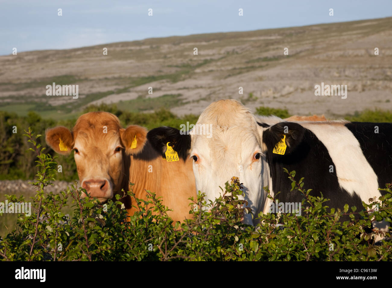 Republic of Ireland, County Clare, Cows Stock Photo - Alamy