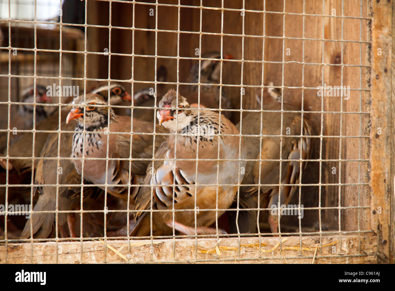 Animals birds in cage for sale at animals market in Santa Maria ...