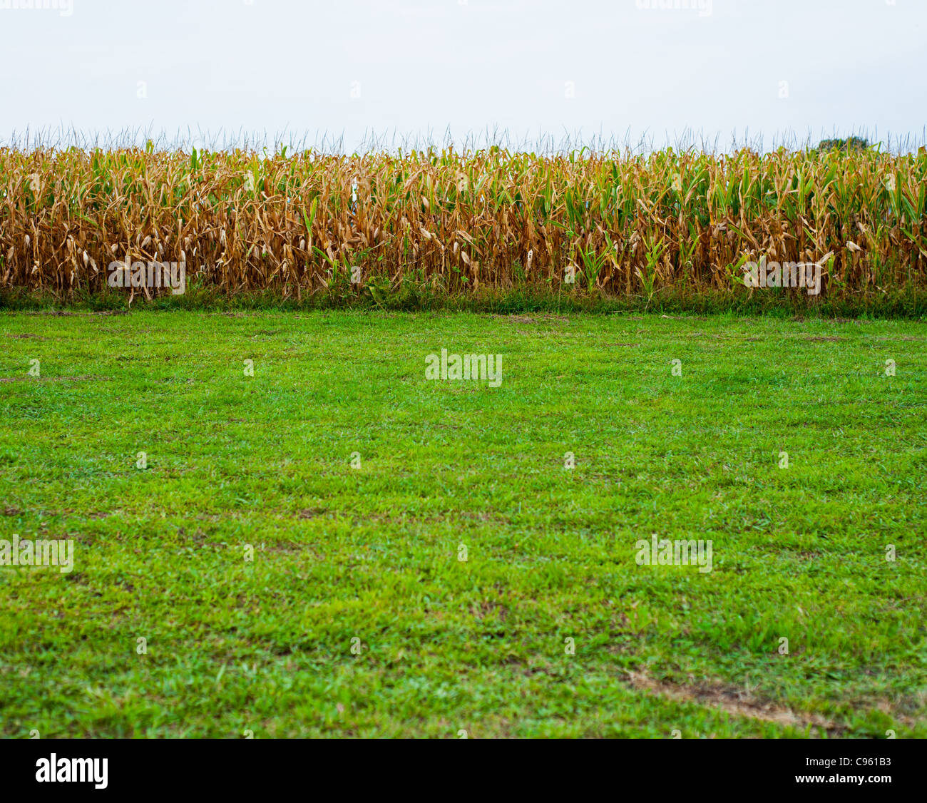 Field of corn Stock Photo - Alamy