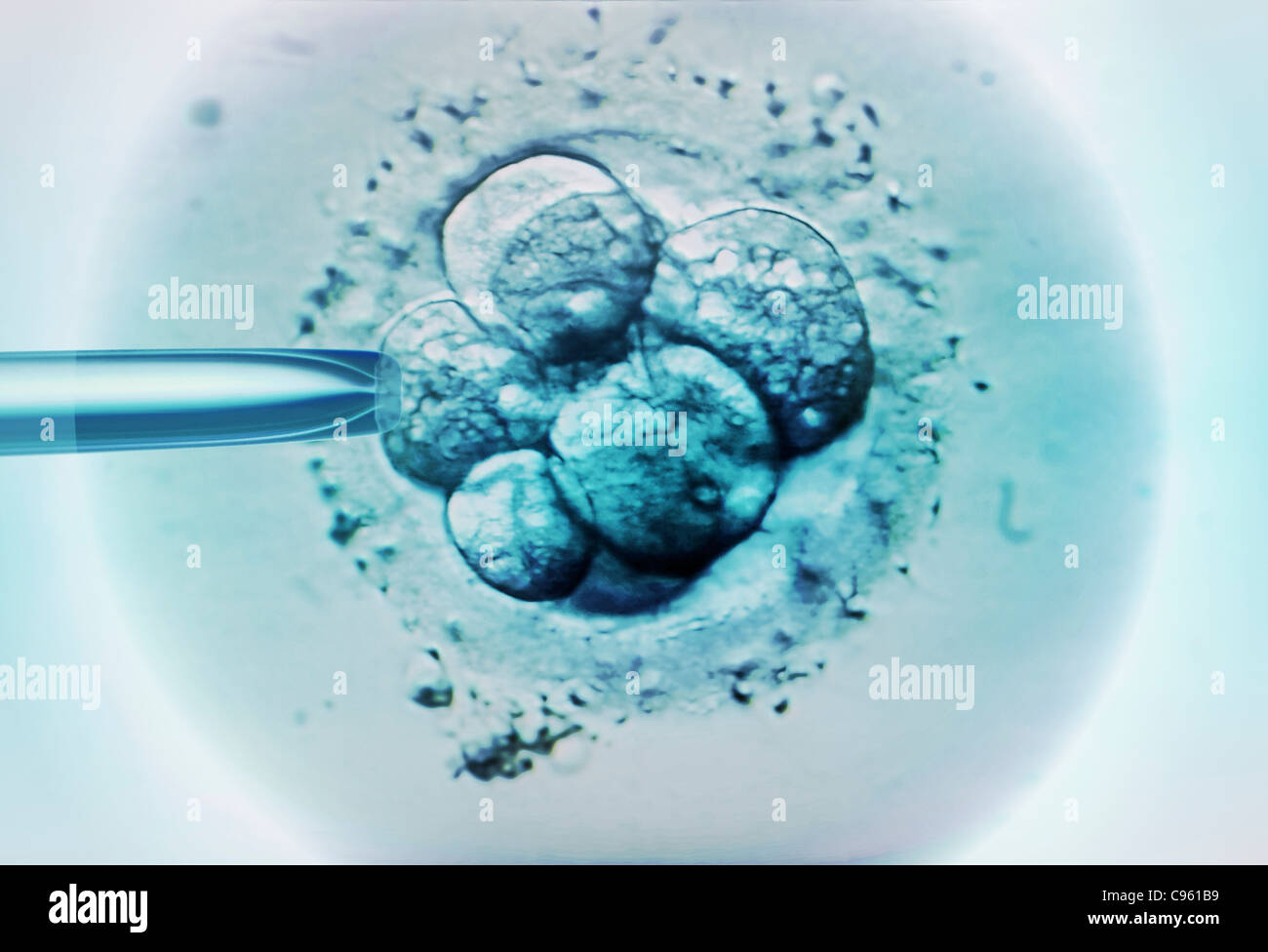 Embryo selection hi-res stock photography and images - Alamy