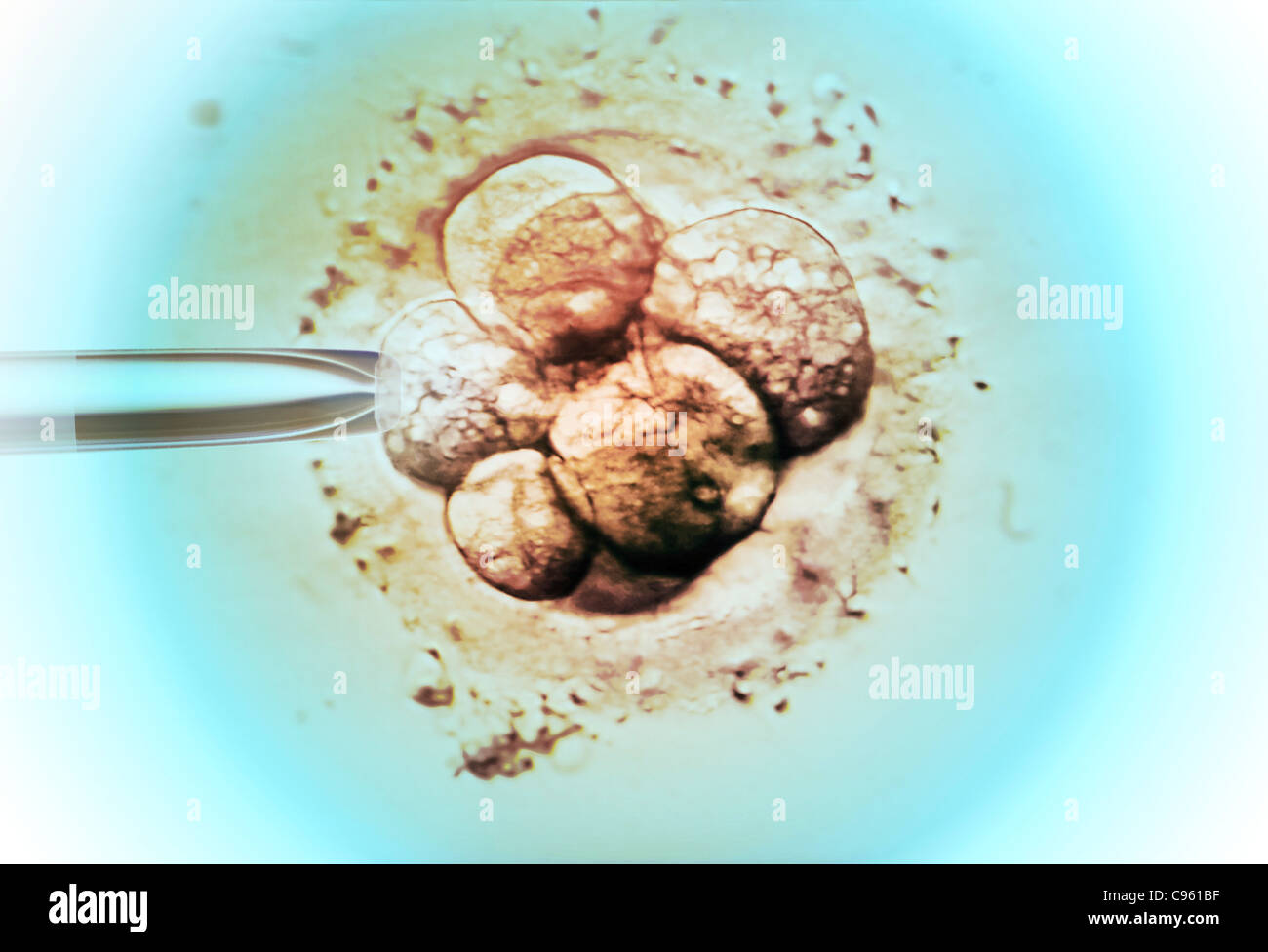 Test tubes ivf hi-res stock photography and images - Alamy