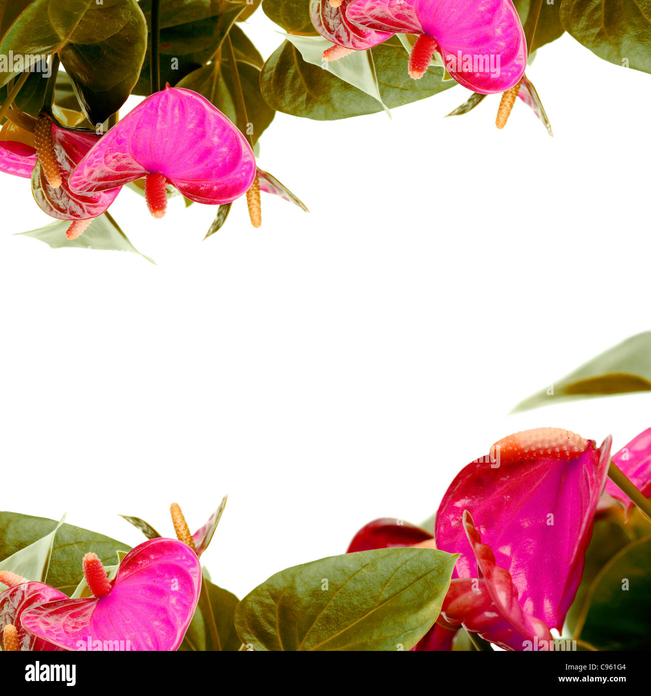 Light pink calla lily hi-res stock photography and images - Alamy