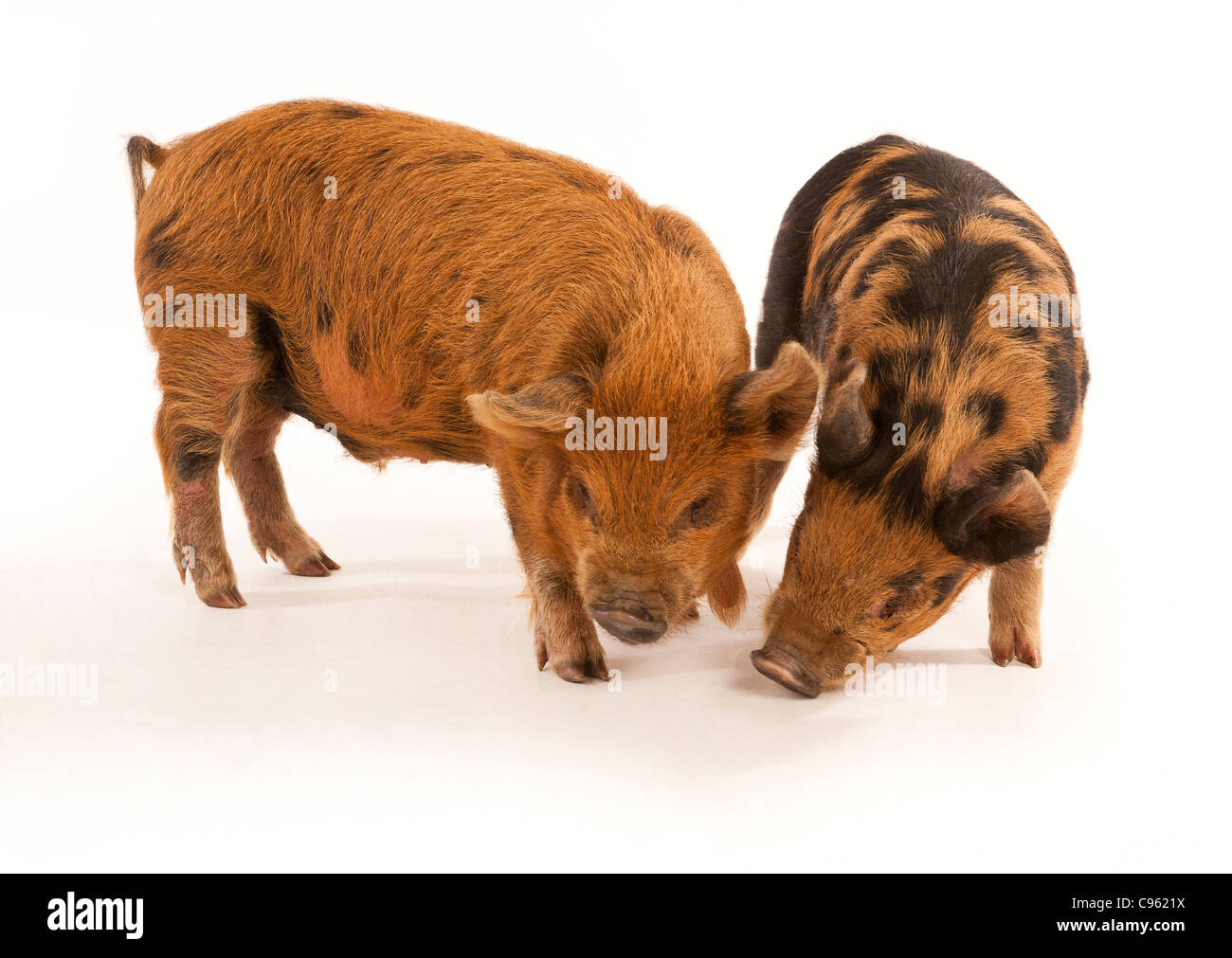 Two Micro Kune Kune pigs on a white background Stock Photo - Alamy