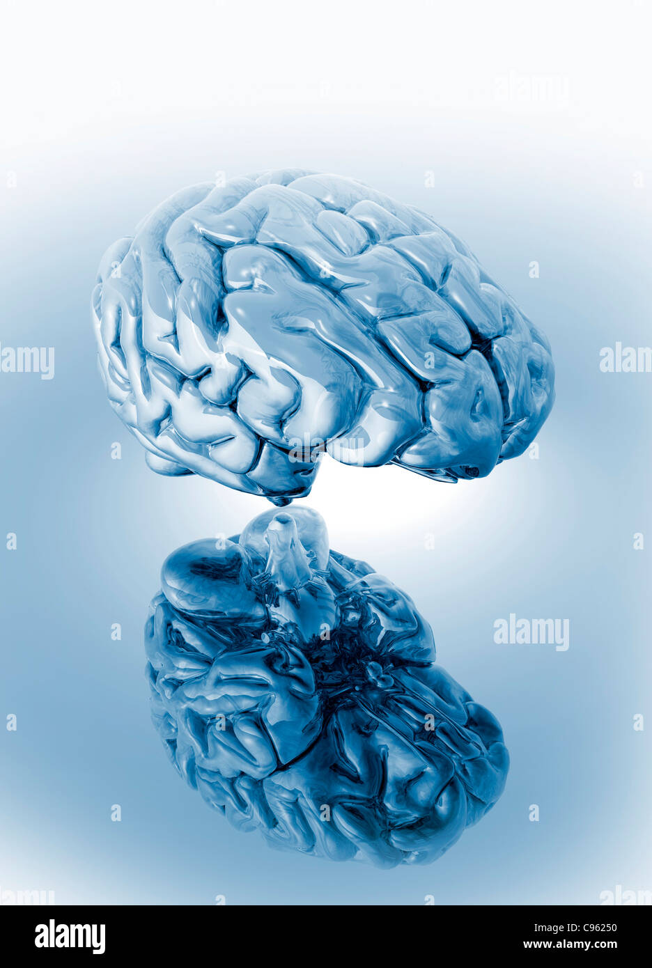 Human brain, computer artwork Stock Photo - Alamy