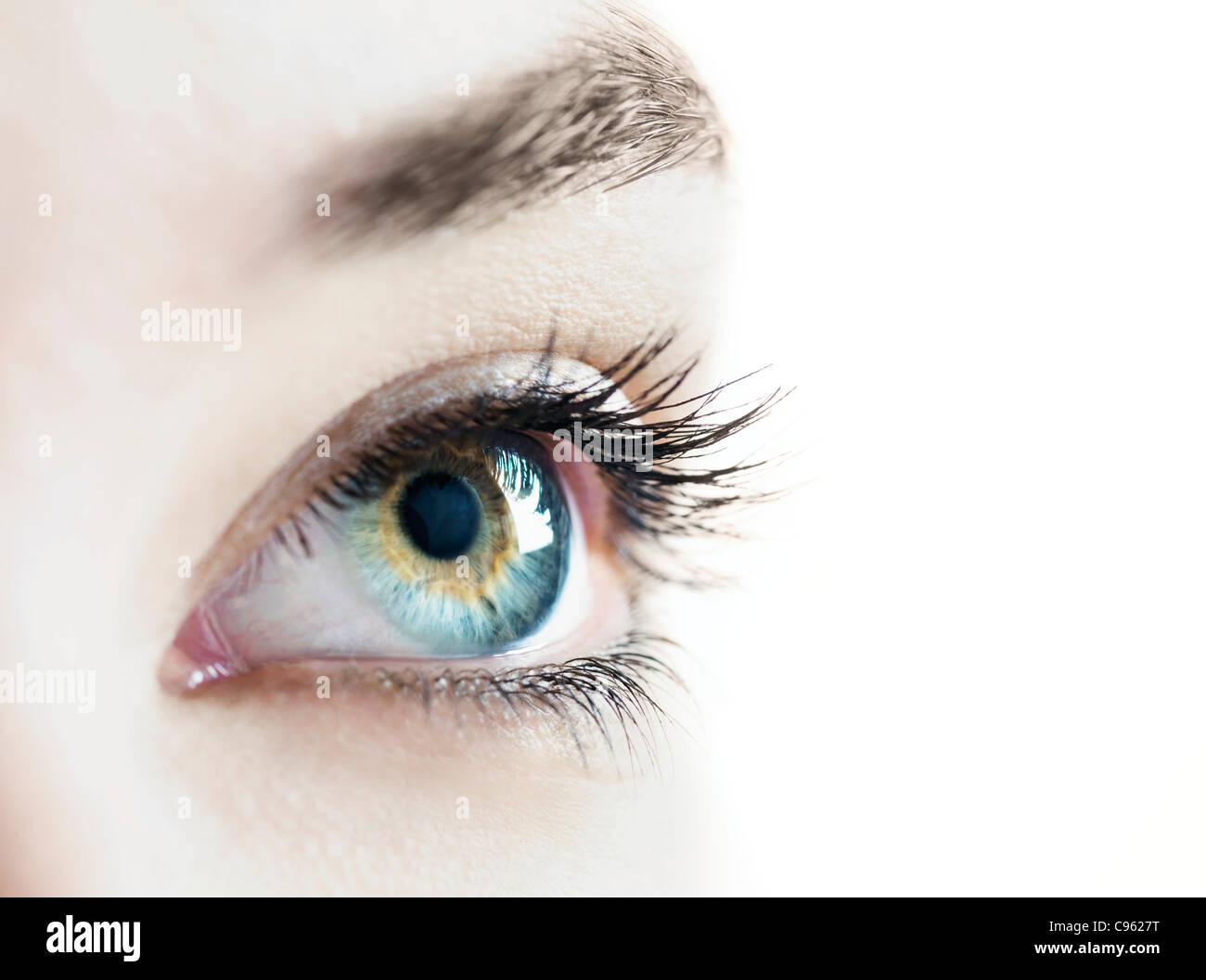 Horizontal Section Human Eye High Resolution Stock Photography and ...