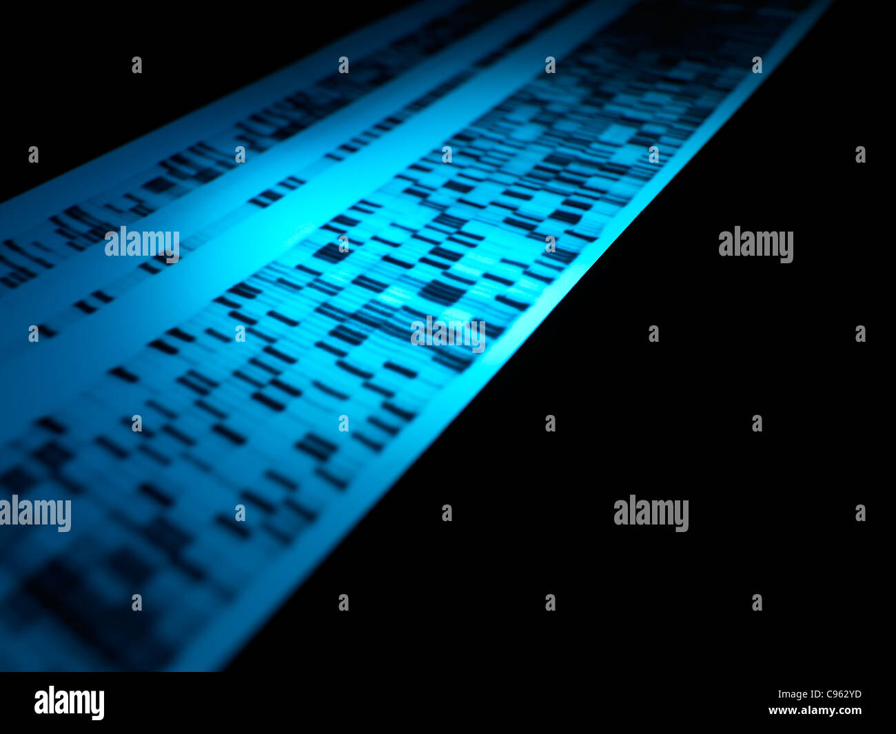 Genetic research. DNA (deoxyribonucleic acid) autoradiogram Stock Photo ...