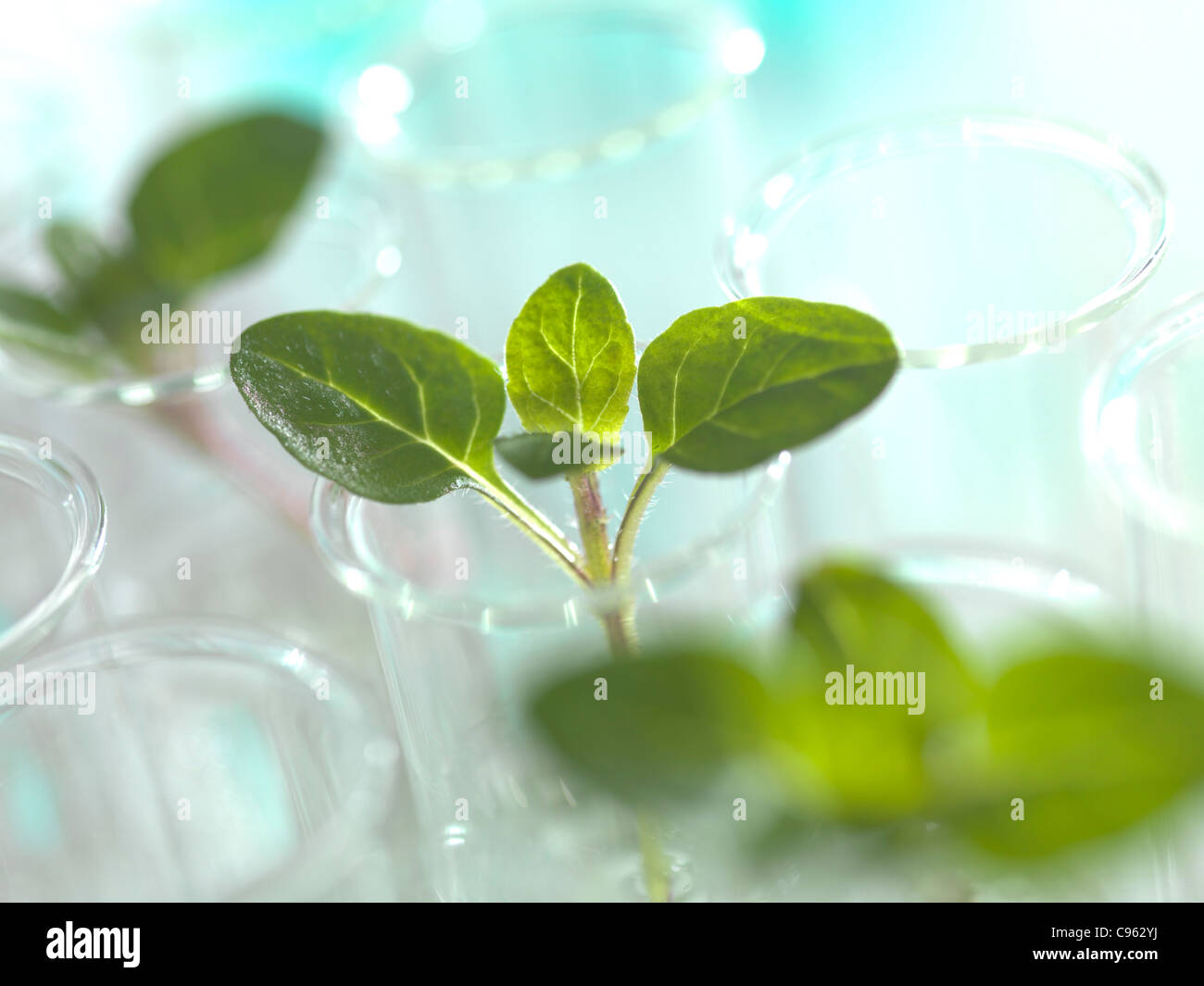 Plant research, conceptual image Stock Photo - Alamy