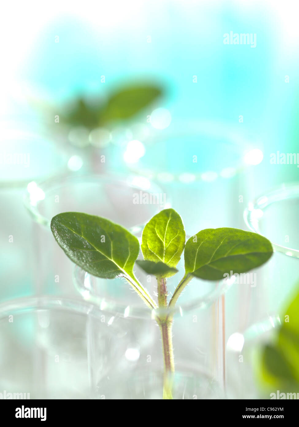 Plant research, conceptual image Stock Photo - Alamy