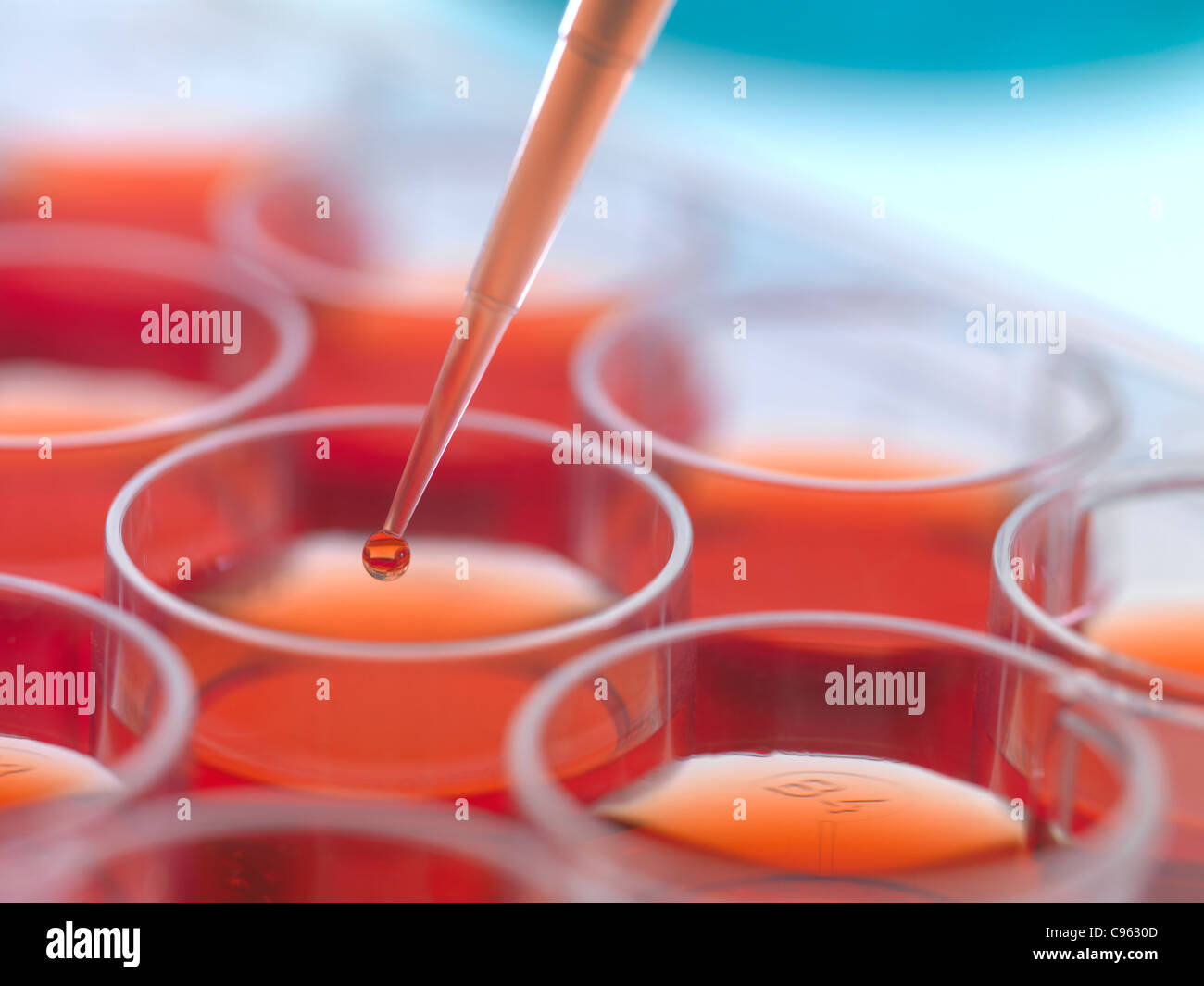 Biological research. Pipetting cultures into a multiwell sample tray ...