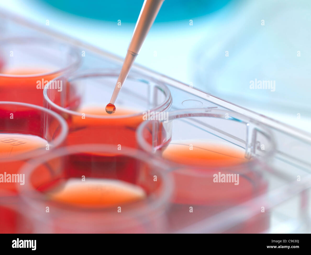 Multiwell dish hi-res stock photography and images - Alamy